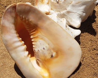 Conch Shell With Blow Horn - Etsy