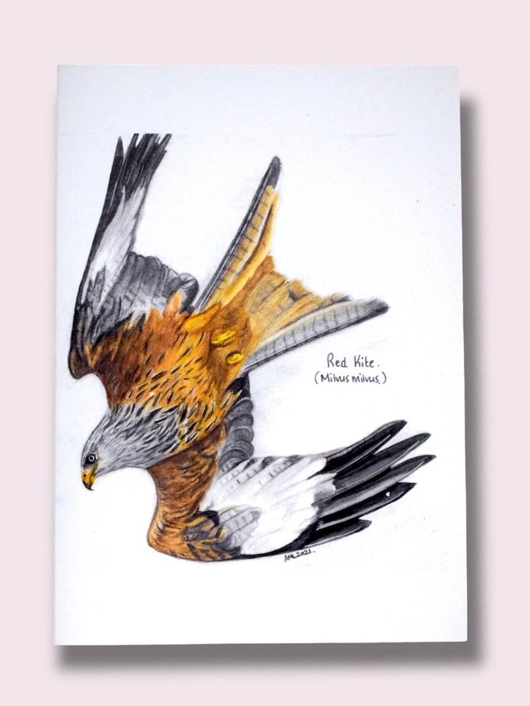 Red Kite Bird of Prey Greeting Card for Any Occasion. - Etsy
