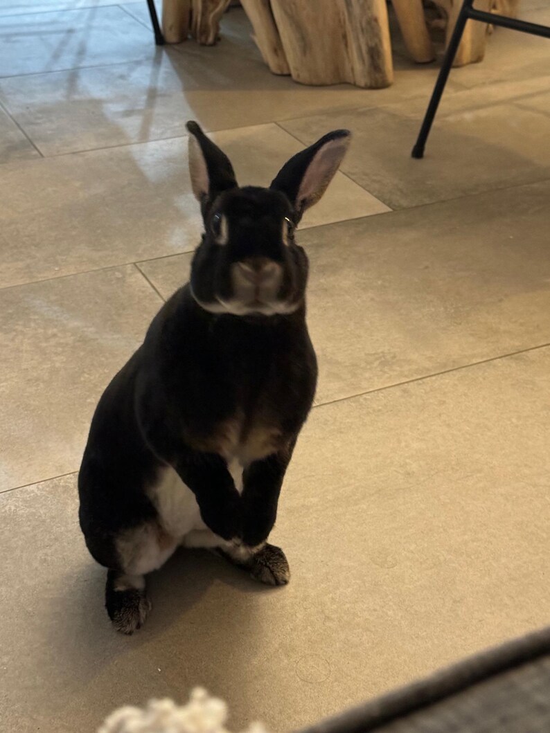 Garden Cereals Rabbit Manure Fertilizer - Etsy