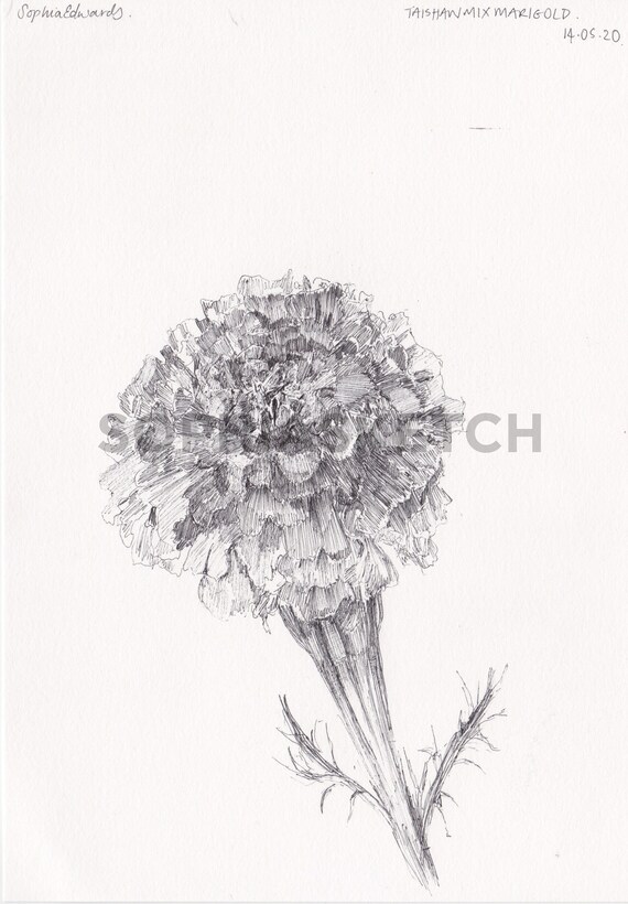 Marigold 'taishan Mix' Fine Line Ink Botanical - Etsy