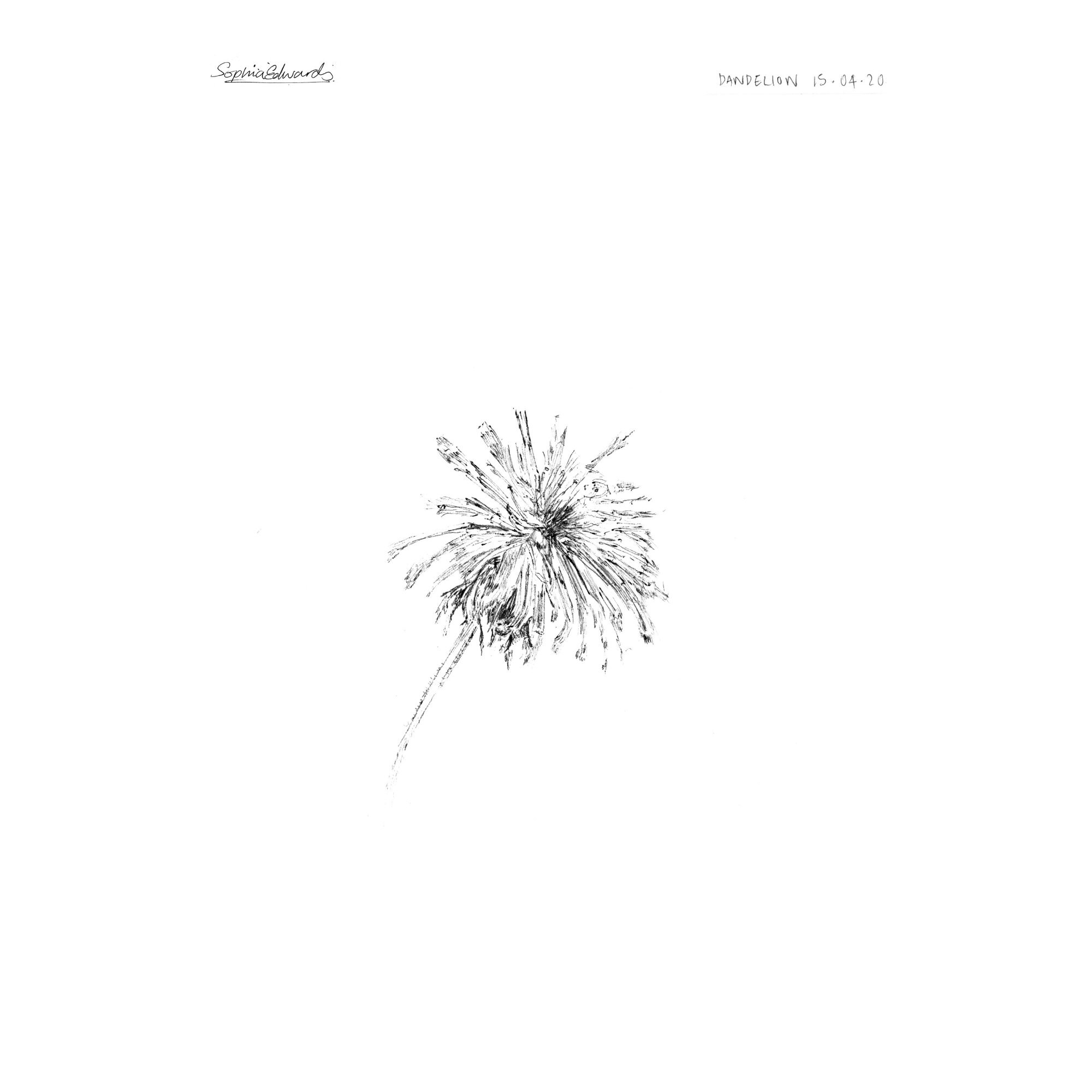 Dandelion | Fine Line Ink Botanical Illustration | Postcards ...