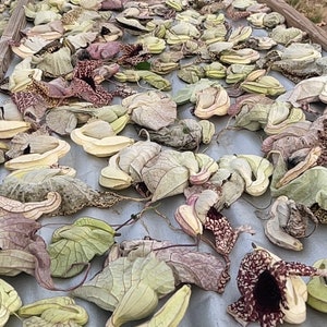 Jamaican Duck Flower Detox - Flor De Pato, Palo Guaco - Etsy