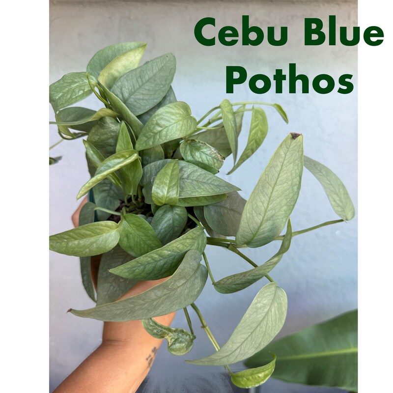 Cebu Blue Pothos - Etsy