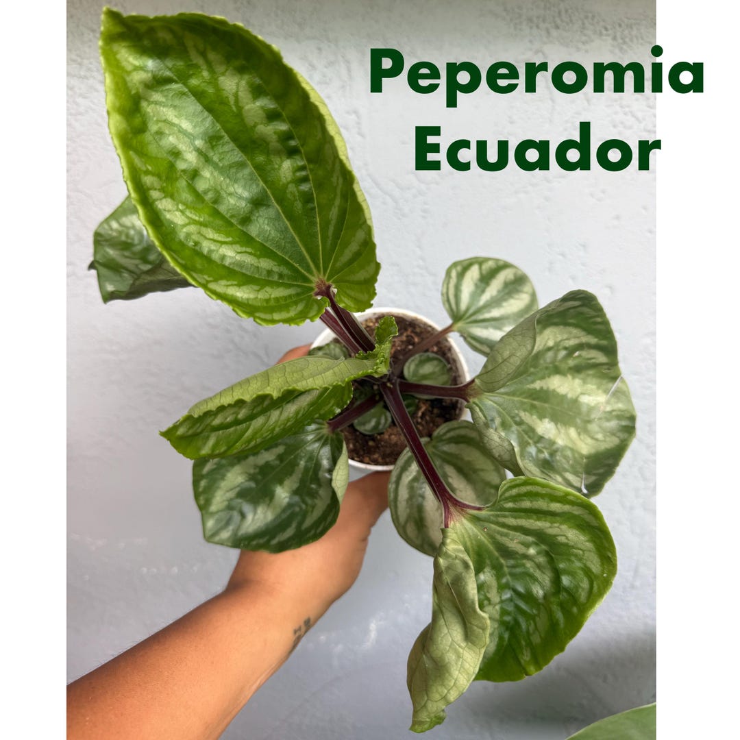 4” Peperomia ‘ecuador’ - Etsy