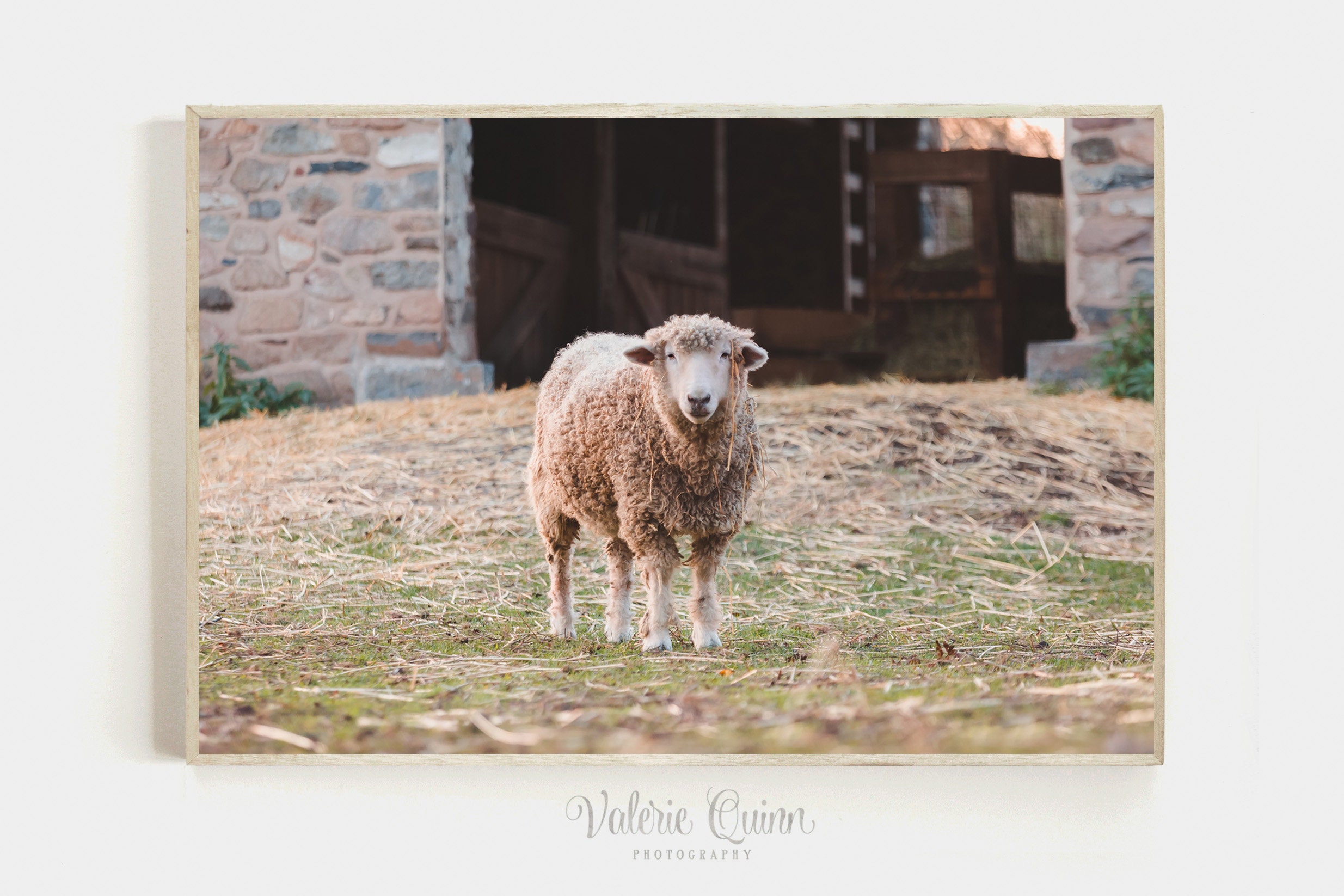 Sheep Photo, Bucks County Wall Art, Printable Art, Fall Photo, Bucks ...
