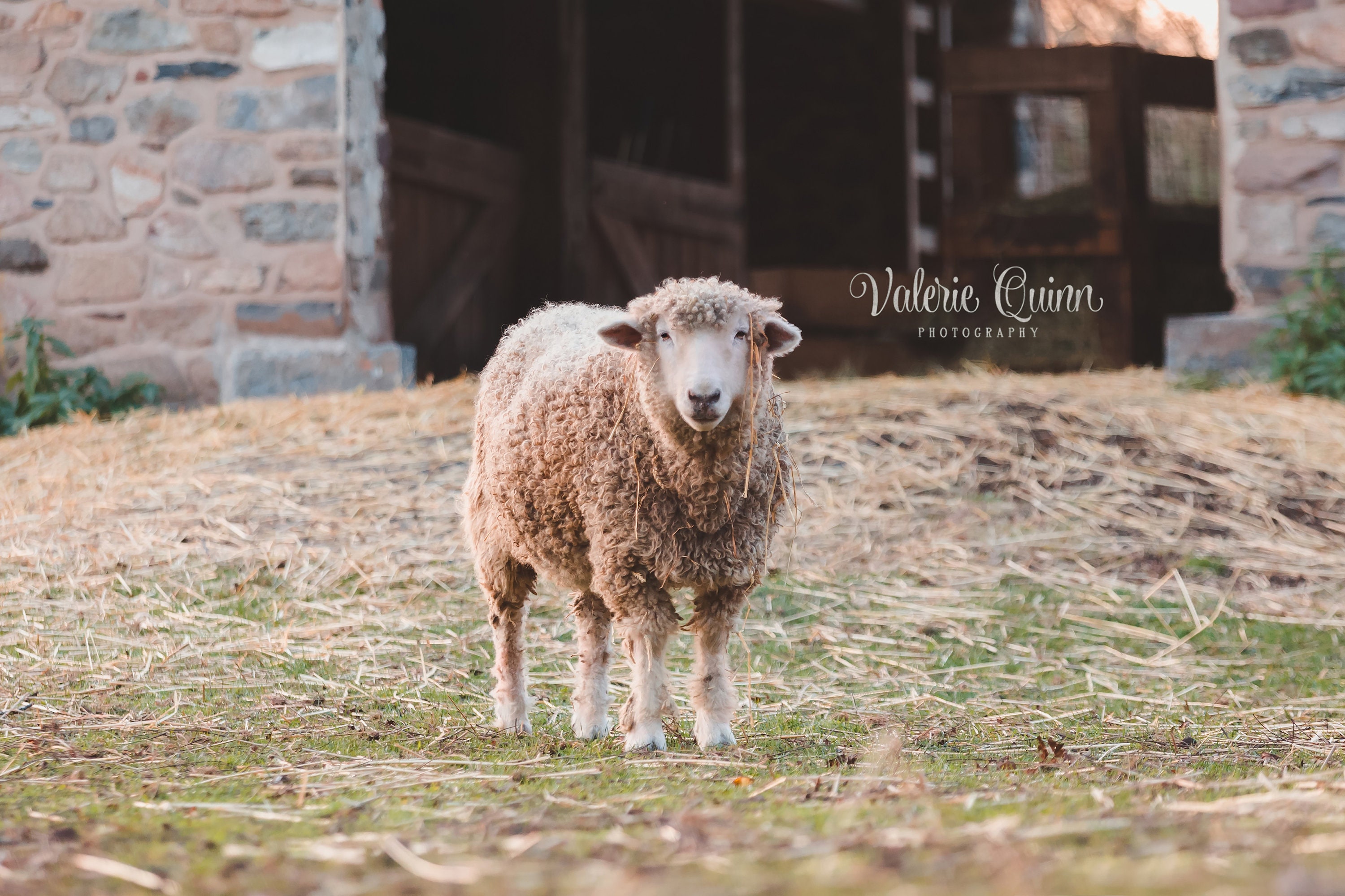 Sheep Photo, Bucks County Wall Art, Printable Art, Fall Photo, Bucks ...