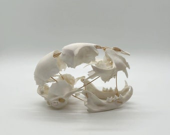 Exploded Human Skull - Beauchene Skull Model - Medical Display Model ...