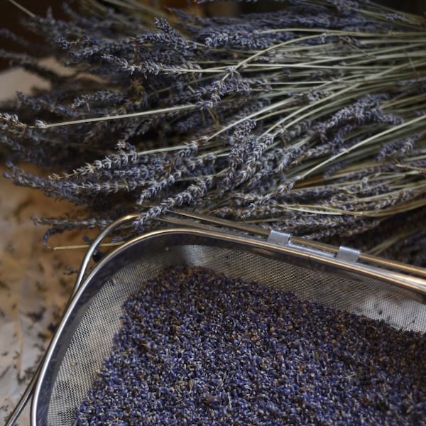 Culinary Lavender - Etsy