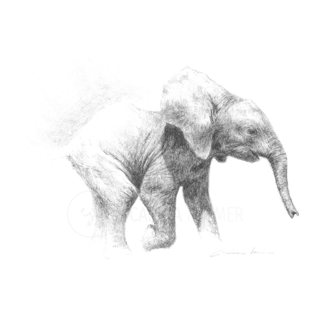 Baby Elephant - Running - Original Wildlife Drawing - Etsy