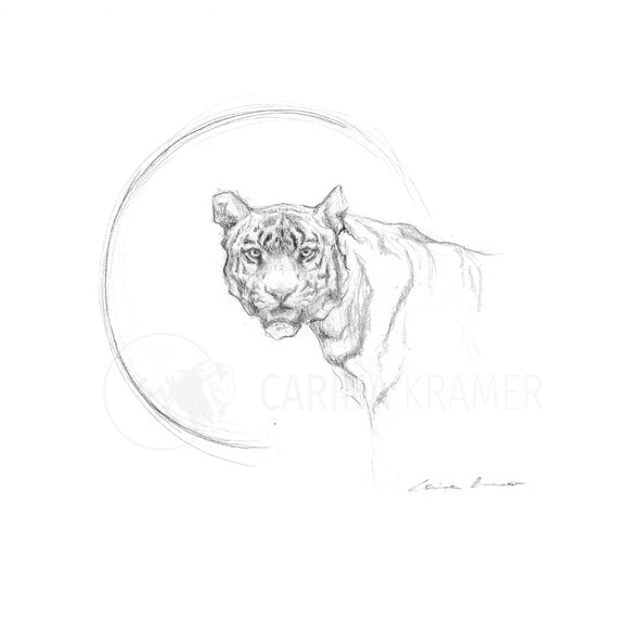 Tiger zodiac drawing 60 photos - Astrologytoyou.com