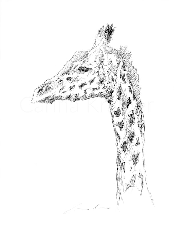 Giraffe Profile Drawing