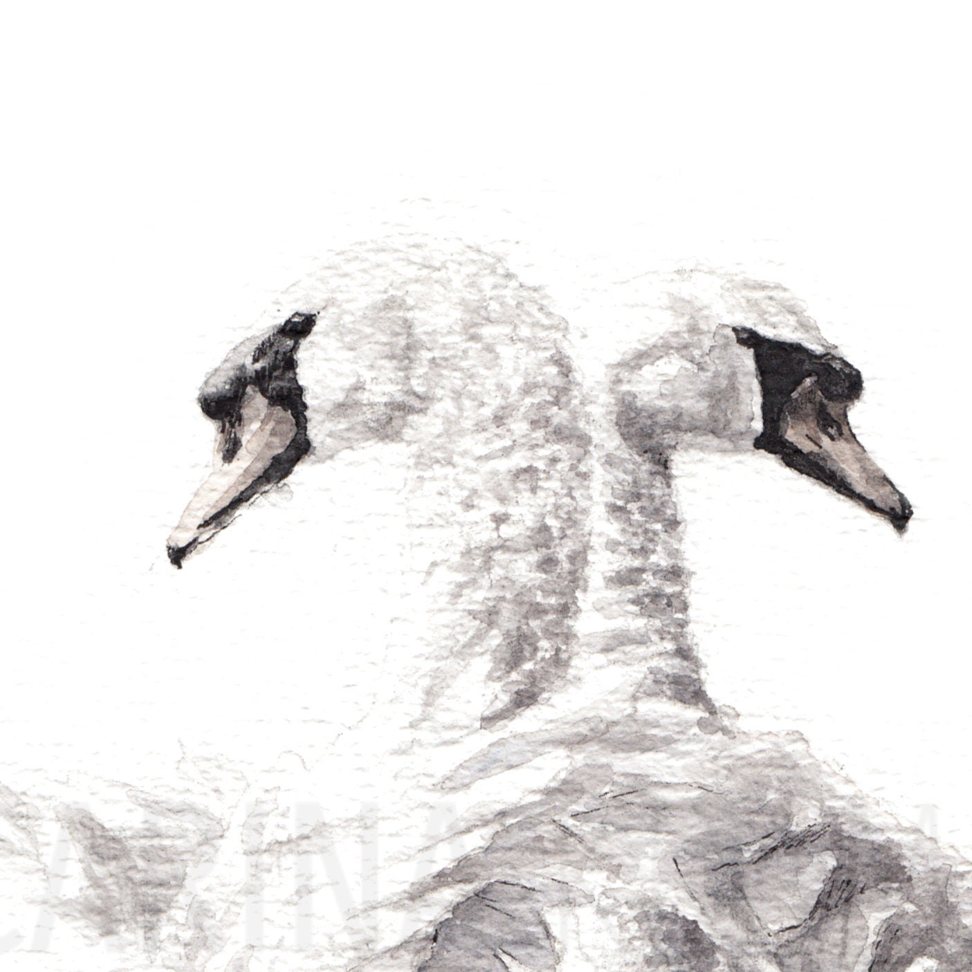 Feathery Graces Swan Watercolour Painting Swan Wall Art Wildlife Art ...