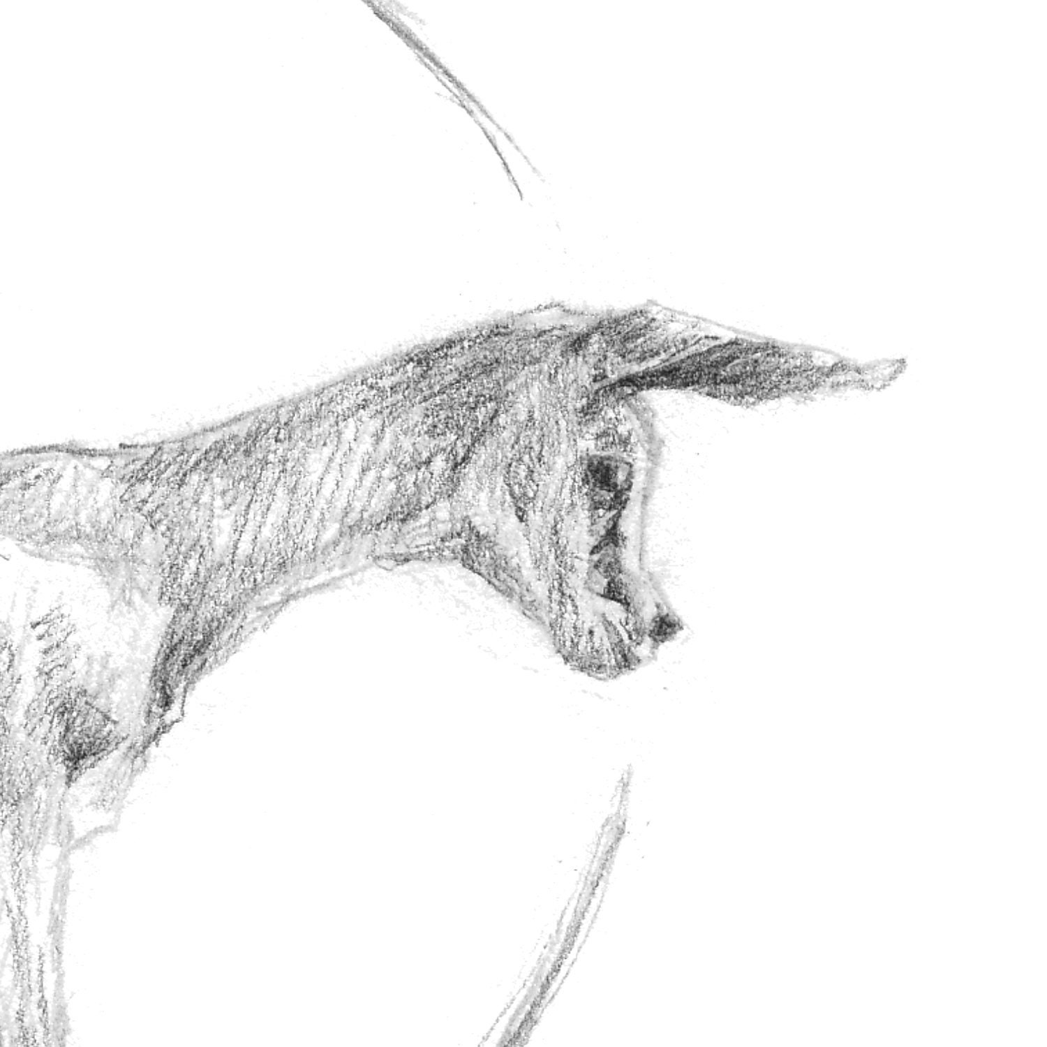 Springbok Original Pencil Drawing, Contemporary African Art, Wildlife ...