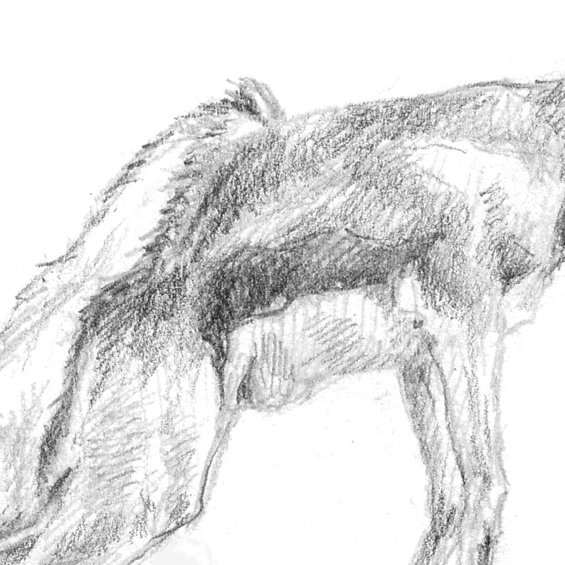 Springbok Original Pencil Drawing, Contemporary African Art, Wildlife ...