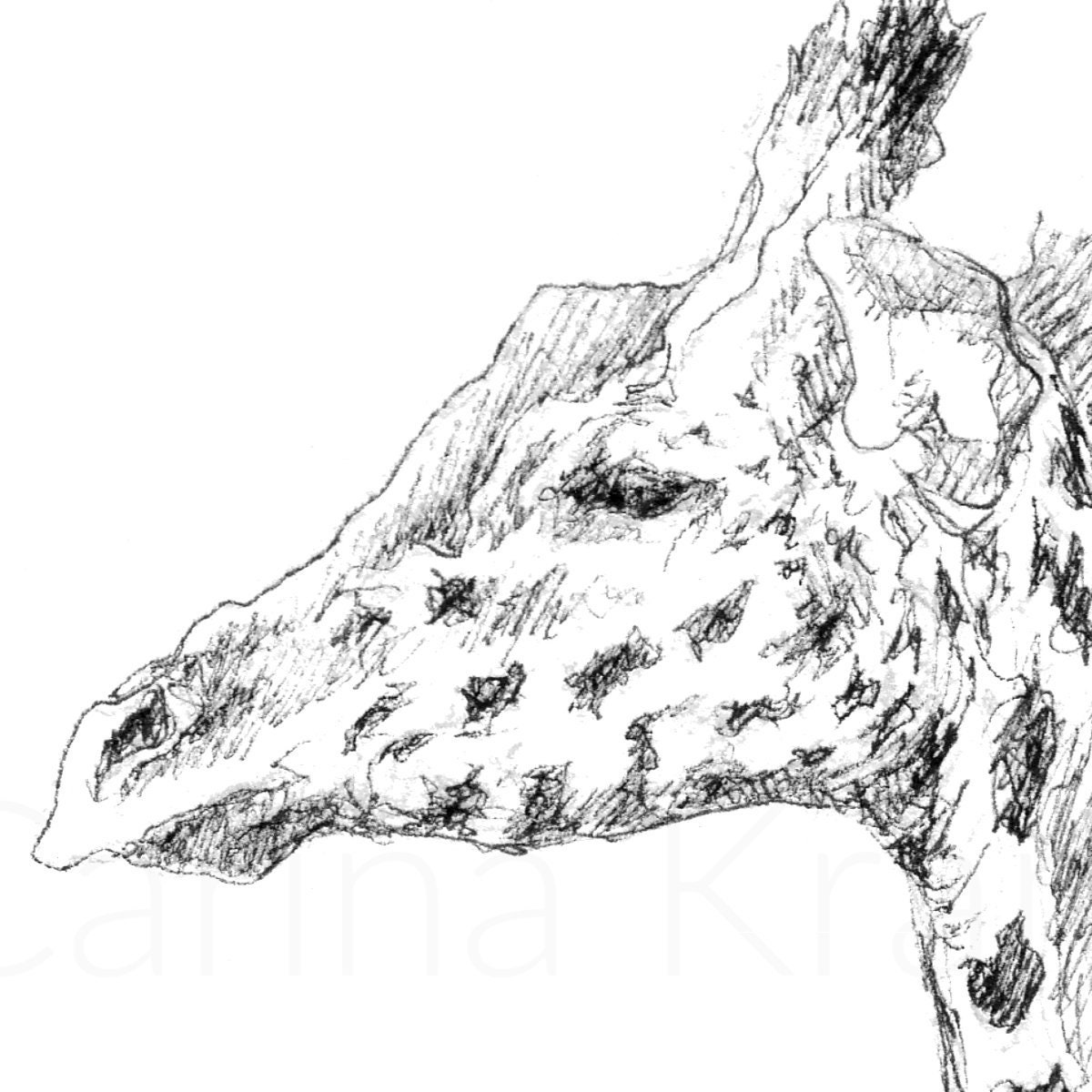 Giraffe - Original Pen Drawing - Wildlife Art Africa - Etsy