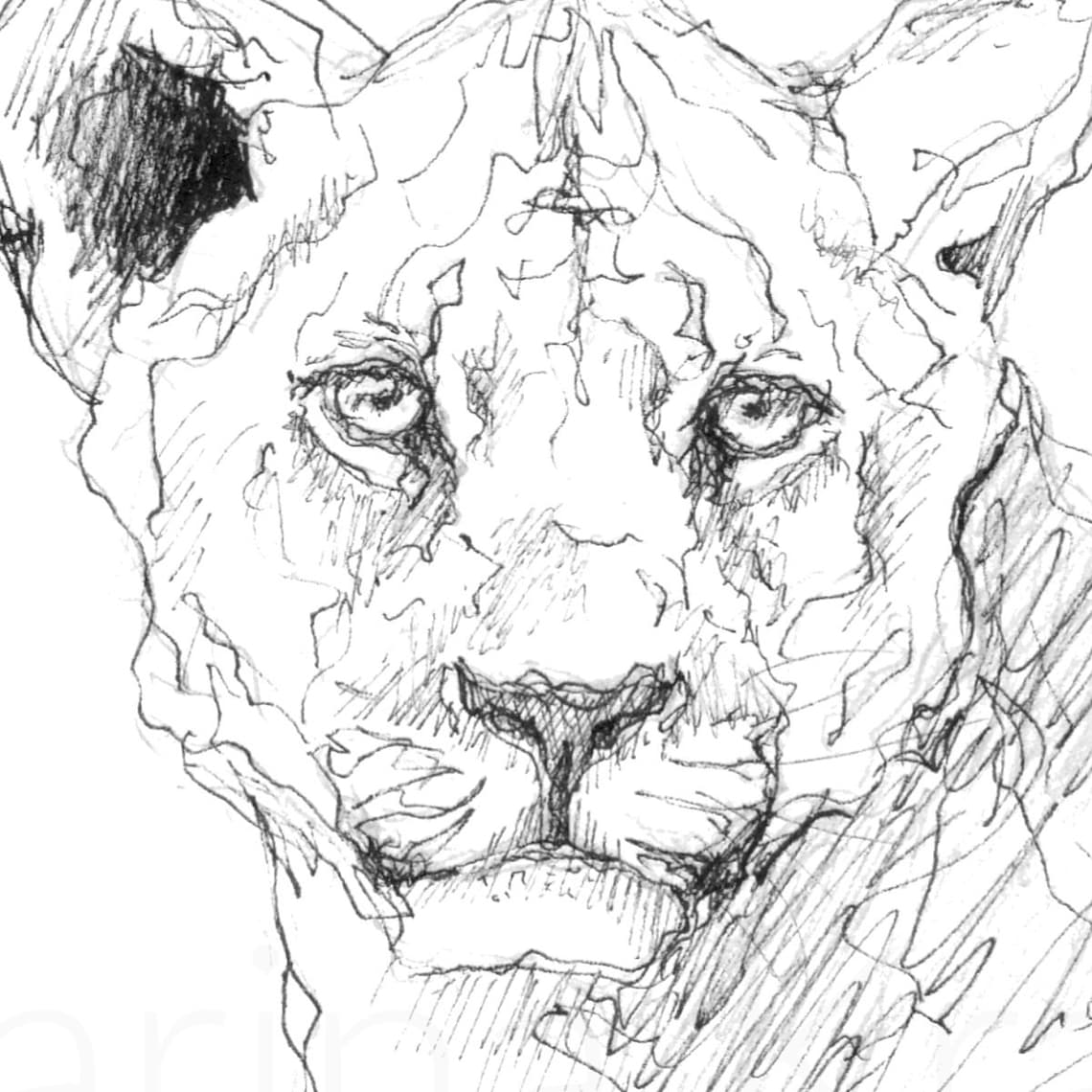 Lion Cub Original Pen Drawing of a Baby Lion With Copic Pens on ...