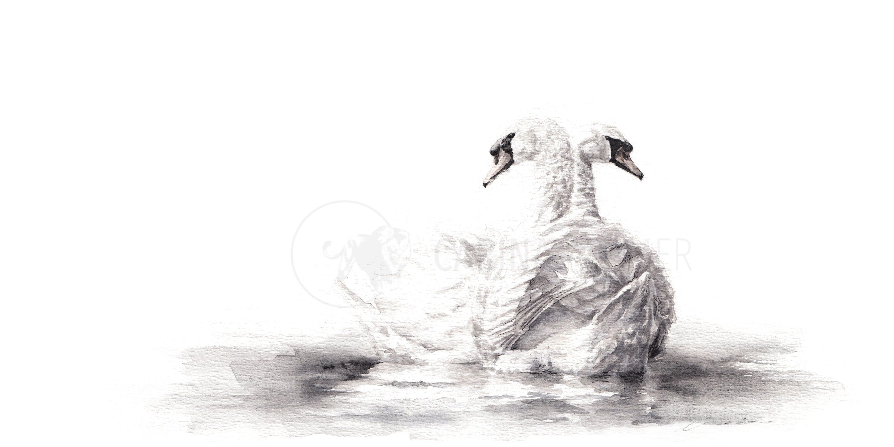 Feathery Graces Swan Watercolour Painting Swan Wall Art Wildlife Art ...