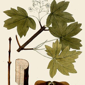 Tree Leaf and Seed Identification Botanical Prints - Etsy