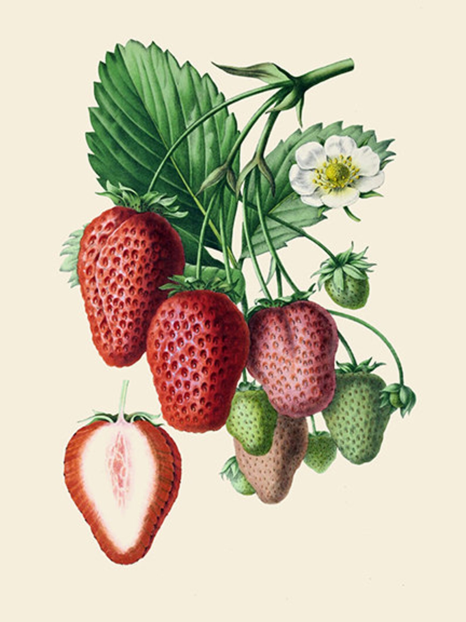 Strawberry Botanical Illustrations Wall Art for the Living Room - Etsy
