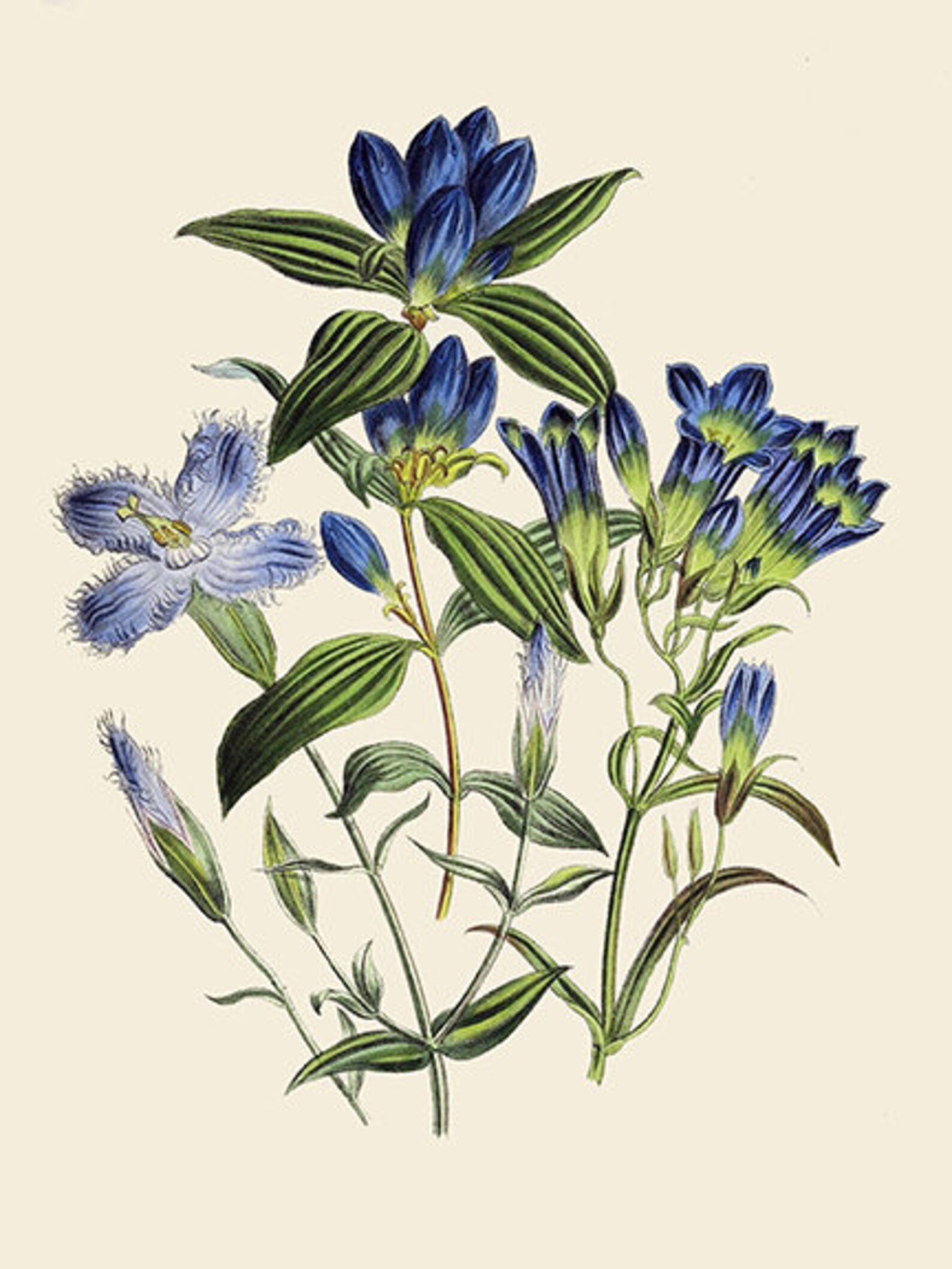 Botanical Print Blue Flower Bouquet Antique Print Set - Etsy