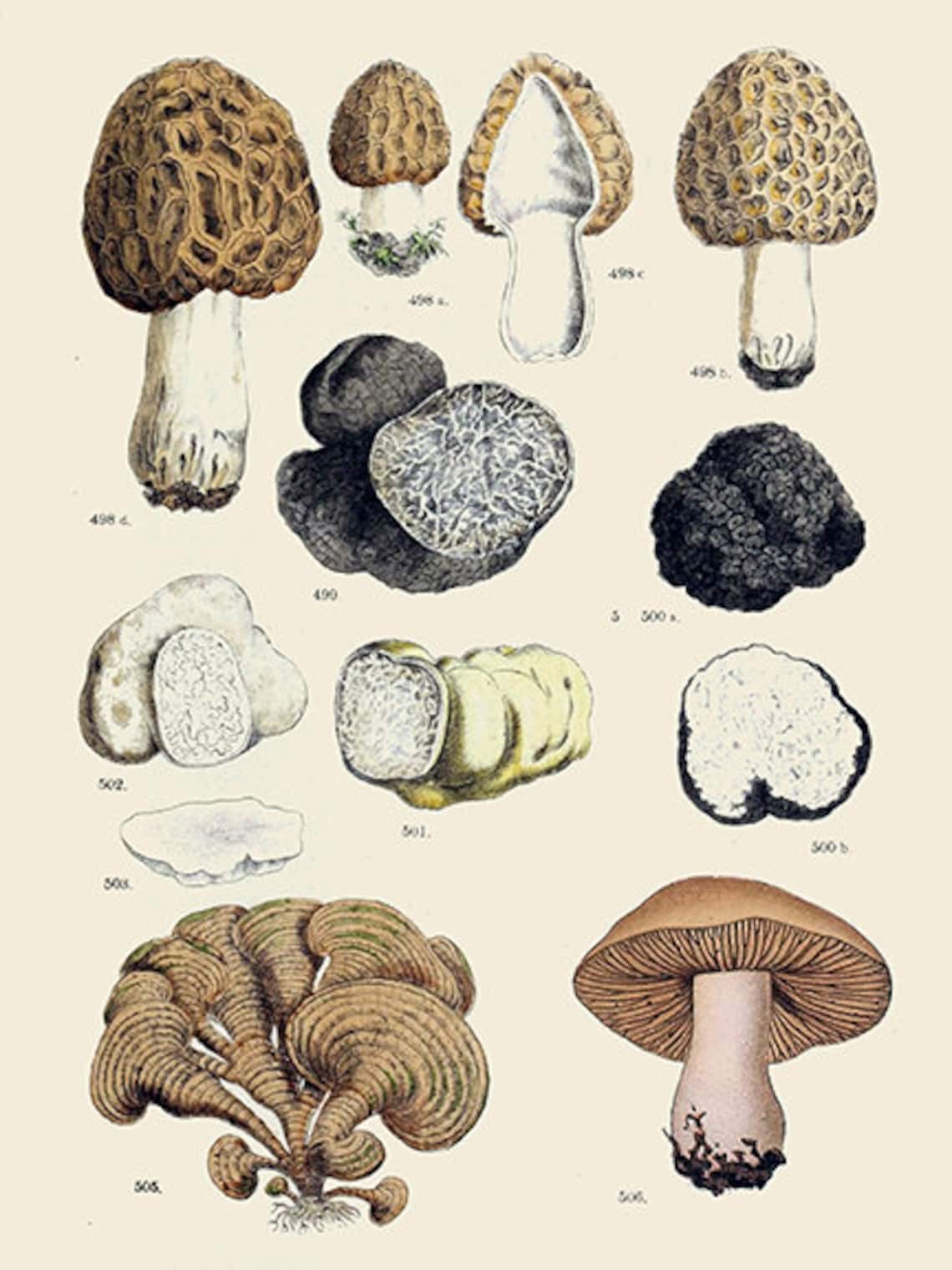 Mushroom Identification Charts Botanical Illustrations | Etsy