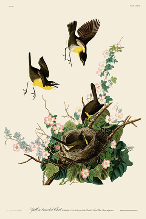 John James Audubon Birds