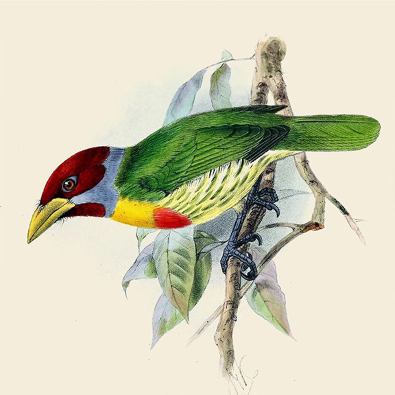 Brazilian Bird Illustrations From Historical Sources, Antique Print Set ...