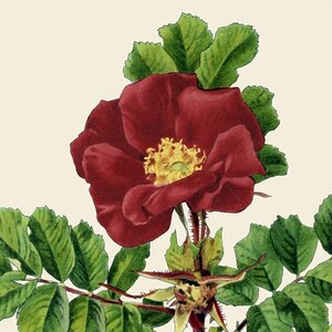 Old Red Rose Botanical Illustrations - Etsy