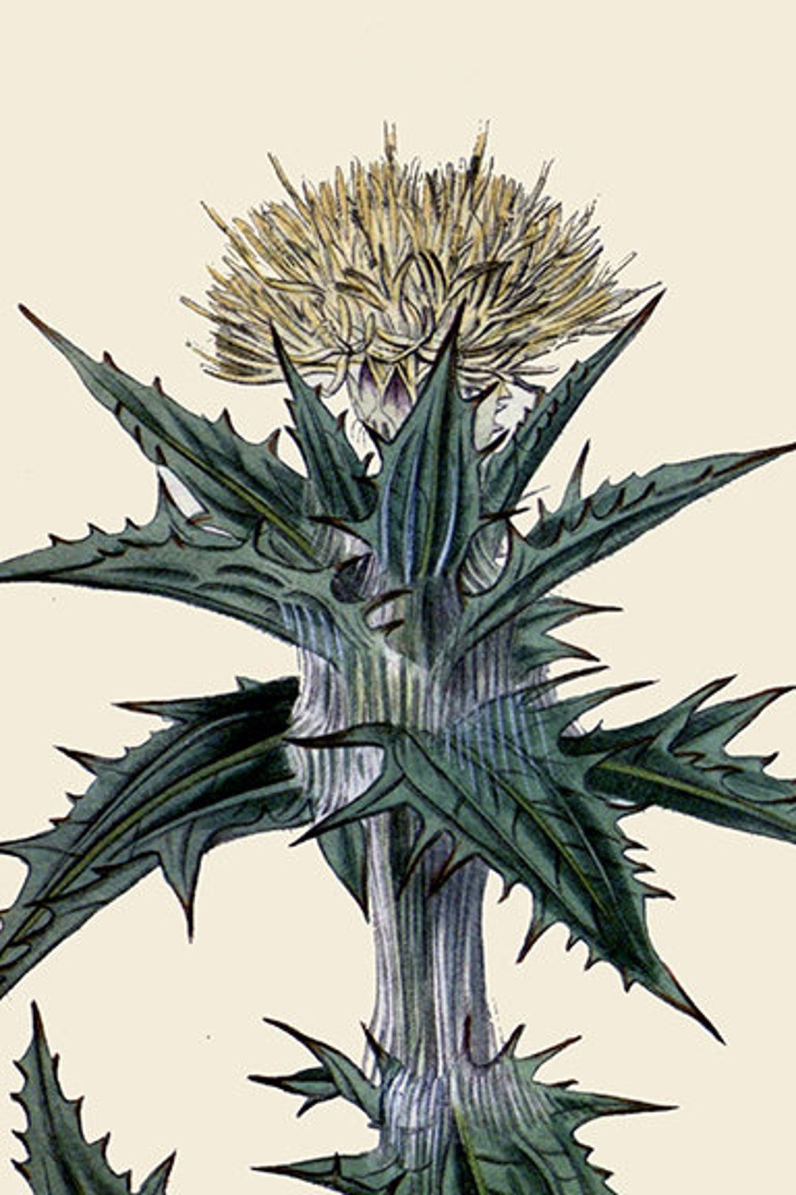 Thistle Botanical Print Set - Etsy