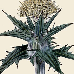 Thistle Botanical Print Set - Etsy