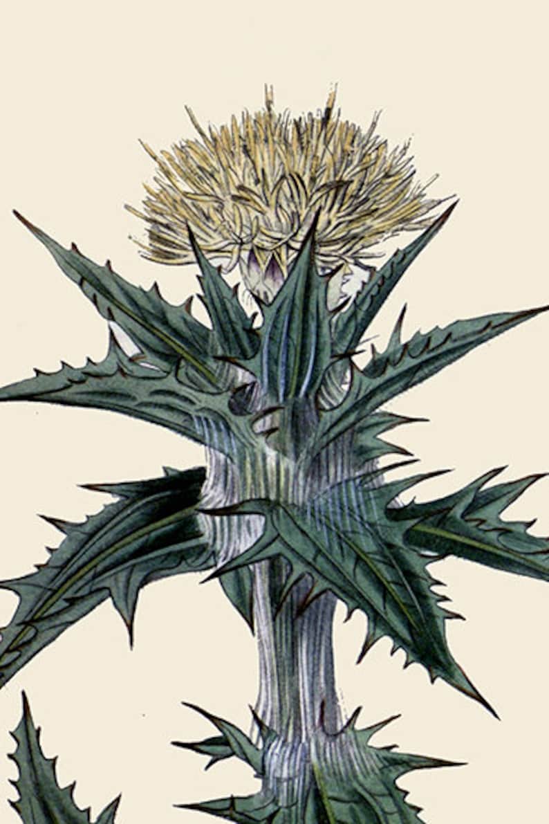 Thistle Botanical Print Set - Etsy