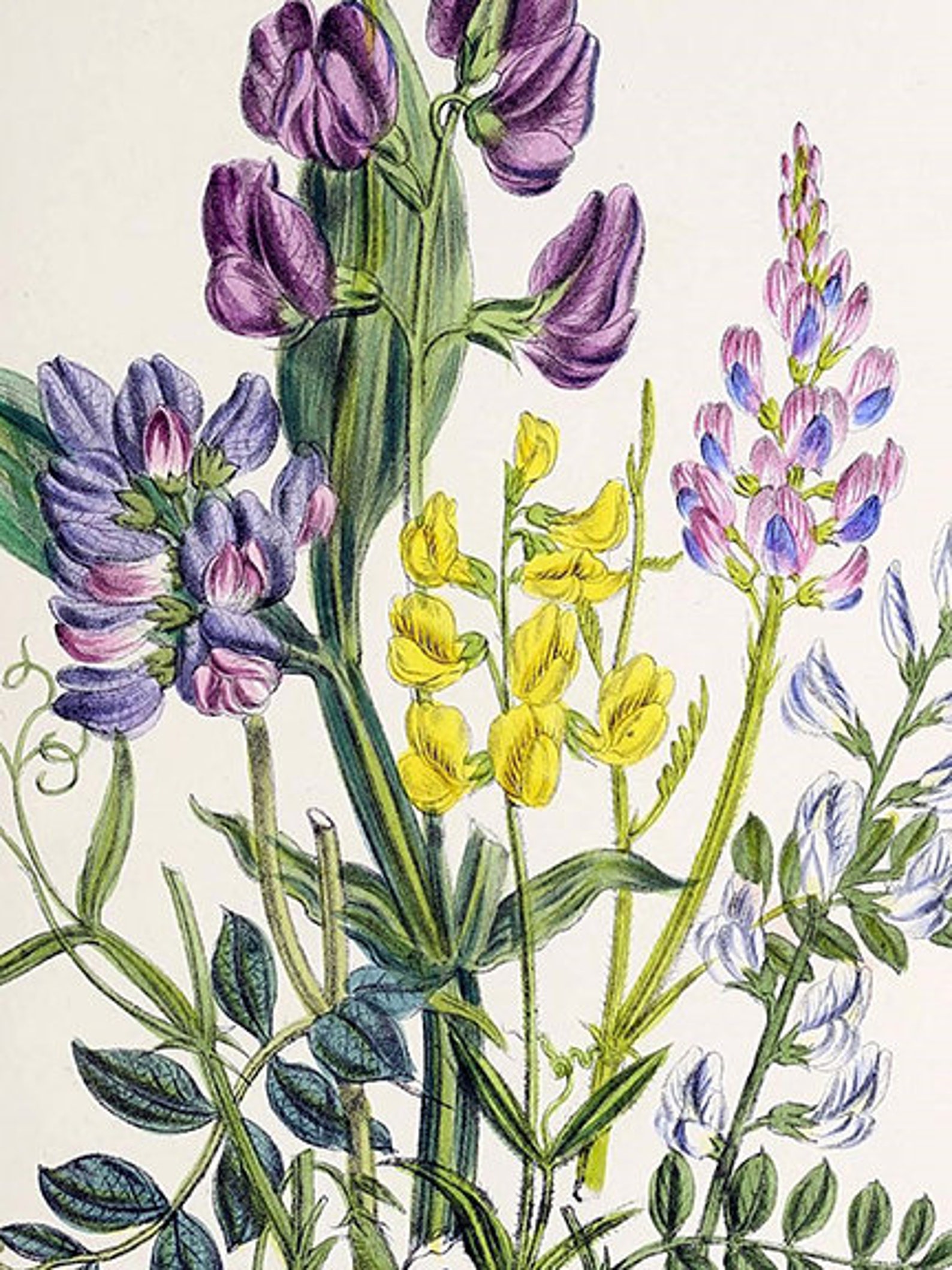 Floral Botanical Print Set From a Nineteenth Century Journal - Etsy