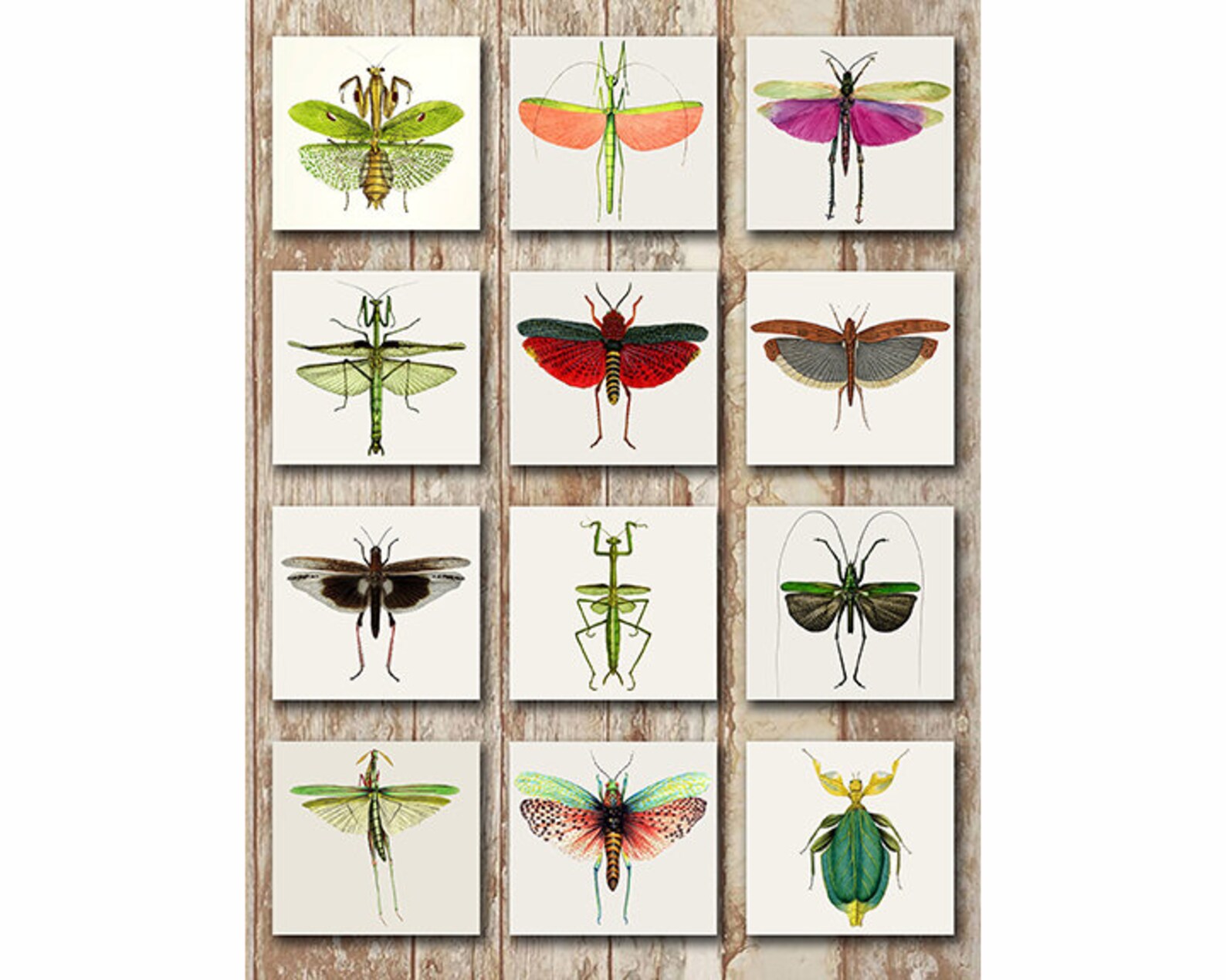 Grasshopper Praying Mantis Orthoptera Insect Collection Images - Etsy