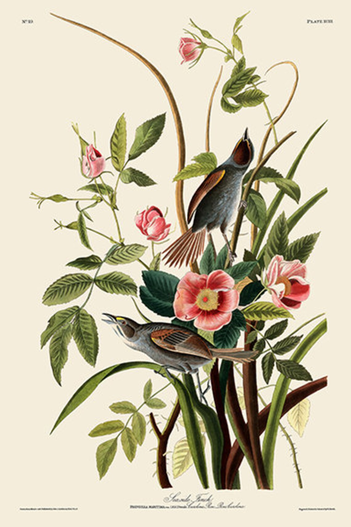 John James Audubon Bird Print Illustrations Plate 93 - Etsy