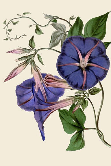 Morning Glory Botanical Illustrations | Etsy