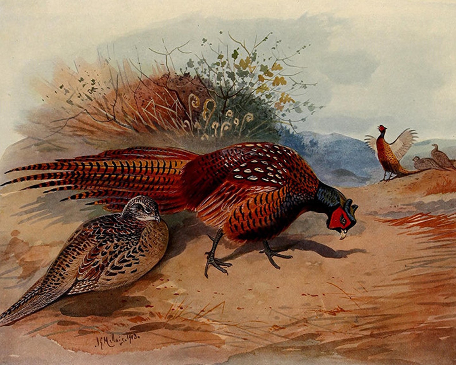 Pheasant Varieties Zoological Illustration Set | Etsy