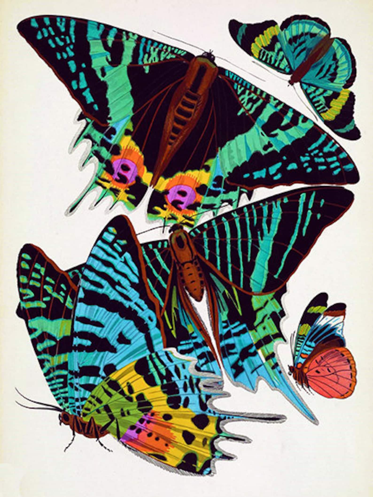 Art Deco Butterfly Illustrations From Historical Sources - Etsy