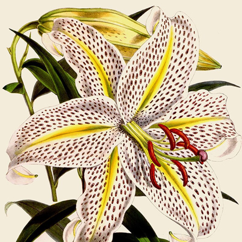 Tiger Lily Botanical Print Set - Etsy