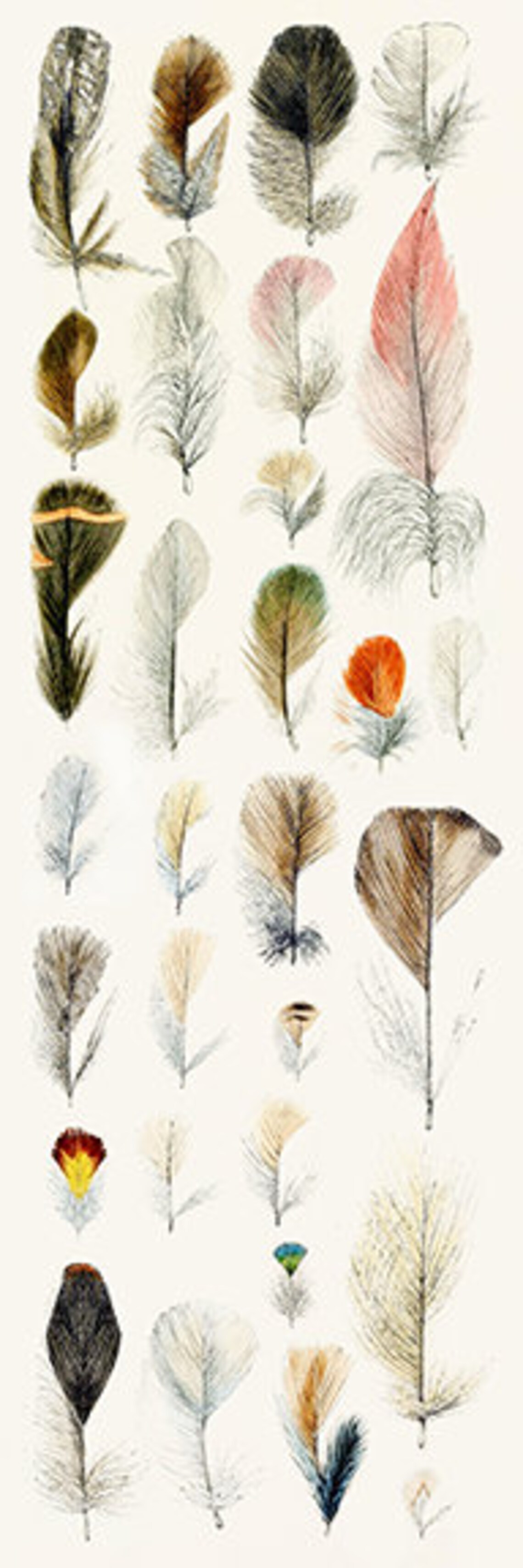 Feather 2 Identification Chart Antique Botanical Print. | Etsy