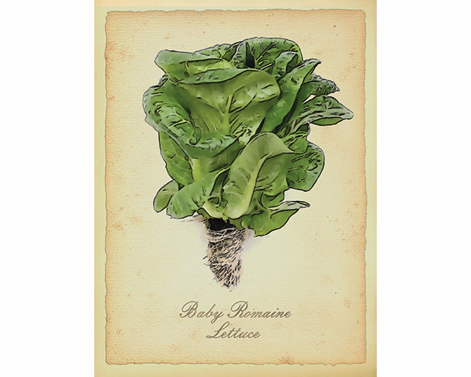 Lettuce Varieties Botanical Illustrations Wall Art - Etsy