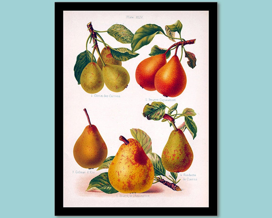 Pear Varieties Chart