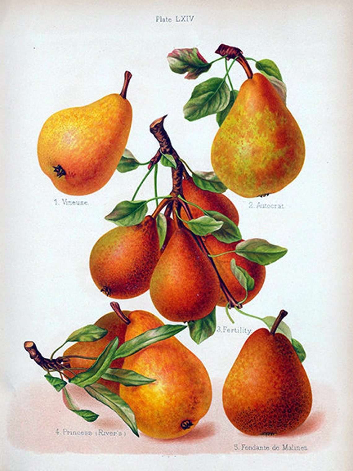 Botanical Print Belgian Pear Chart Antique Poster Print Set - Etsy