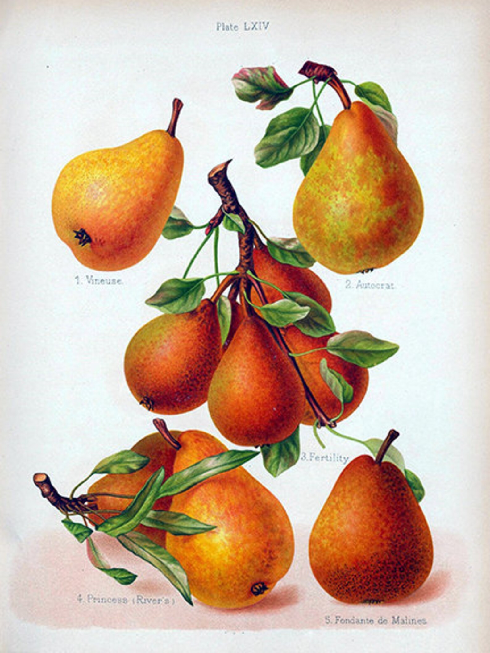 Botanical Print Belgian Pear Chart Antique Poster Print Set - Etsy