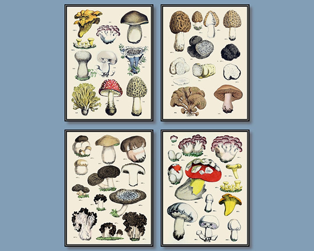 Mushroom Identification Charts Botanical Illustrations - Etsy