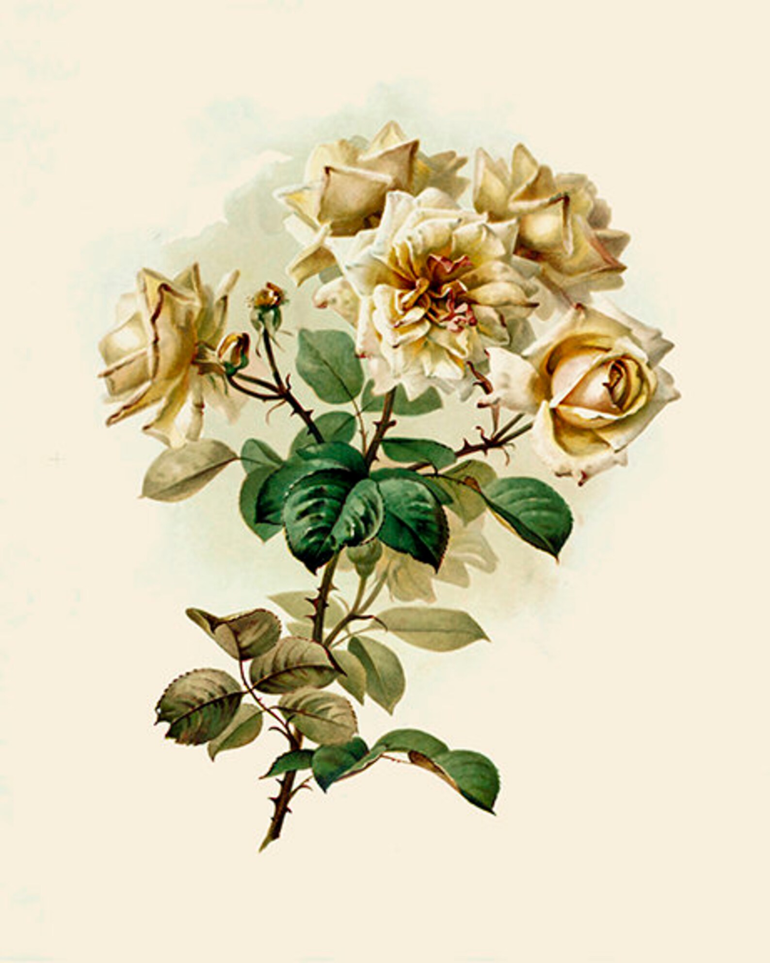 Classic Rose Botanical Prints - Etsy