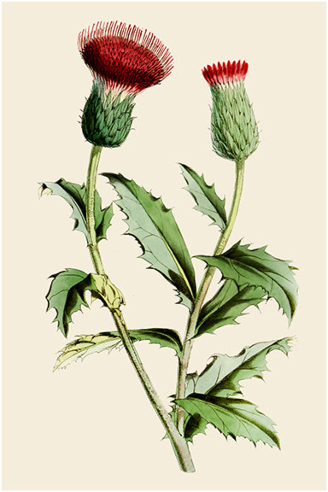 Thistle Botanical Print Set - Etsy
