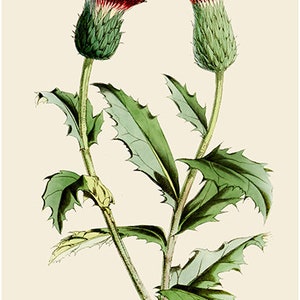 Thistle Botanical Print Set - Etsy