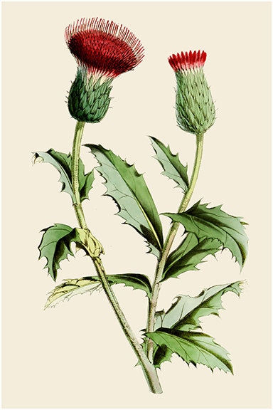 Thistle Botanical Print Set - Etsy