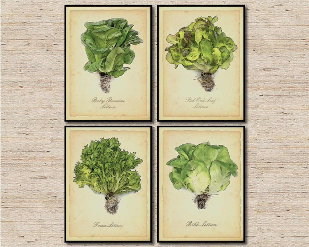 Lettuce Varieties Botanical Illustrations Wall Art - Etsy