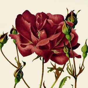 Old Red Rose Botanical Illustrations - Etsy